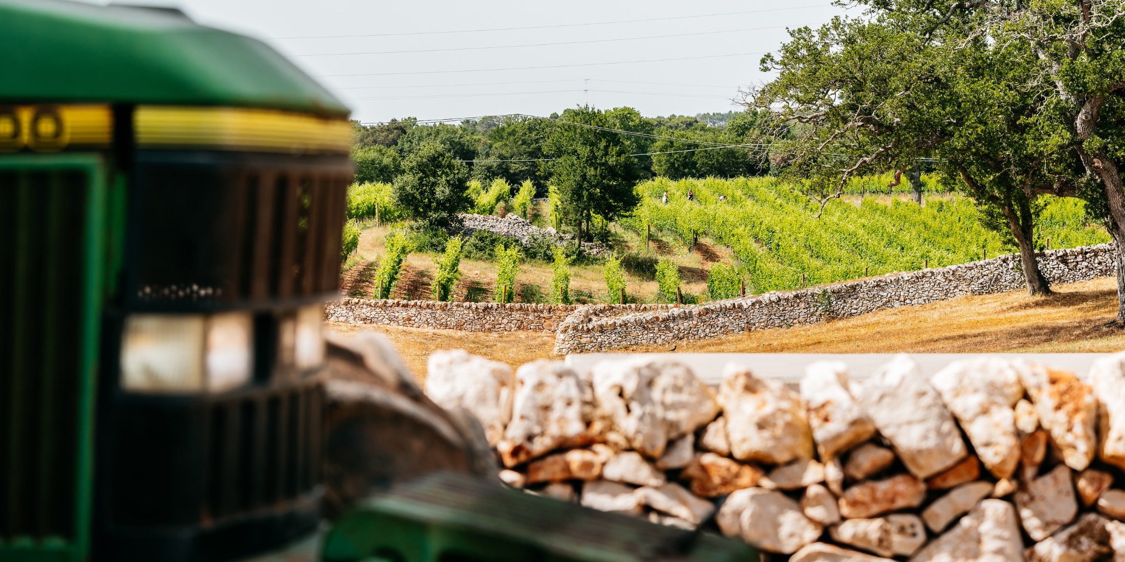 Il vigneto | Masseria Palesi